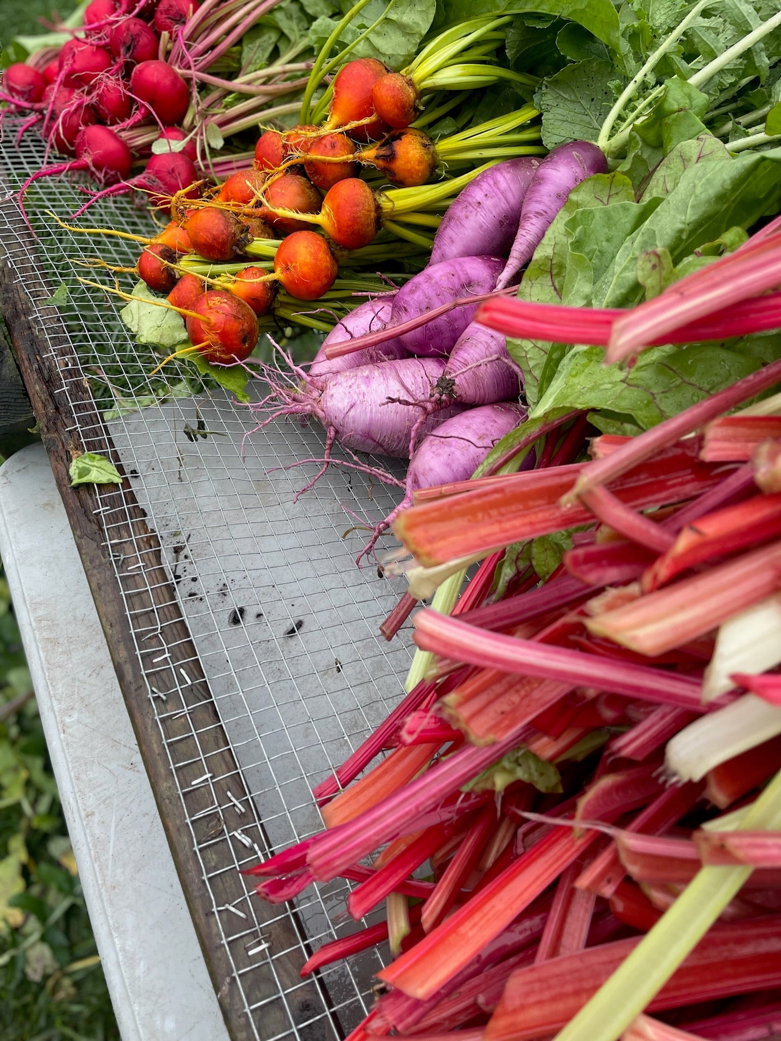 CSA Club – Paper Kite Farm